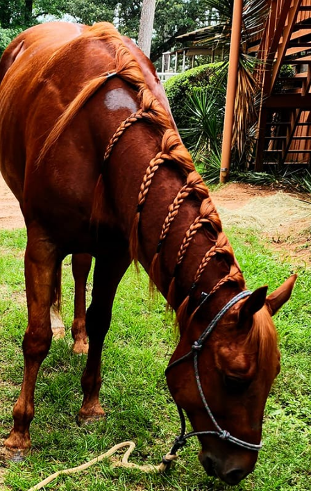 Black Braid Bands 500 Pack – Josey Western Store