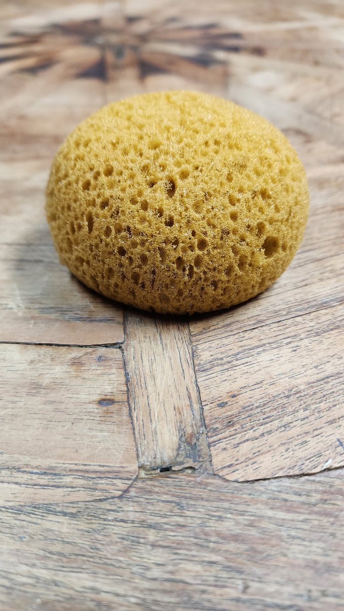 Hydra Honey Comb Tack Sponge – Josey Western Store